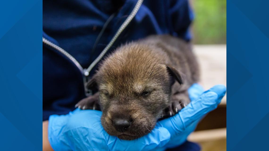 Critically endangered wolf pups born at North Carolina zoo | 13newsnow.com