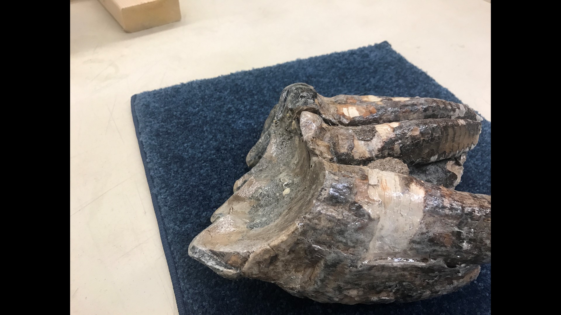 Ancient mastodon bones the first discovered in eastern Virginia, date ...
