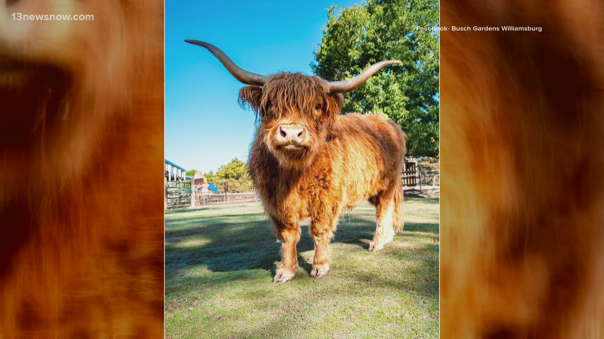 Busch Gardens mourns after passing of 11-year-old Highland Cow, Thistle ...