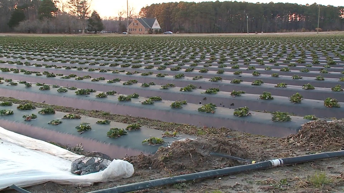 Local counties see disaster declaration after spring freeze devastates ...