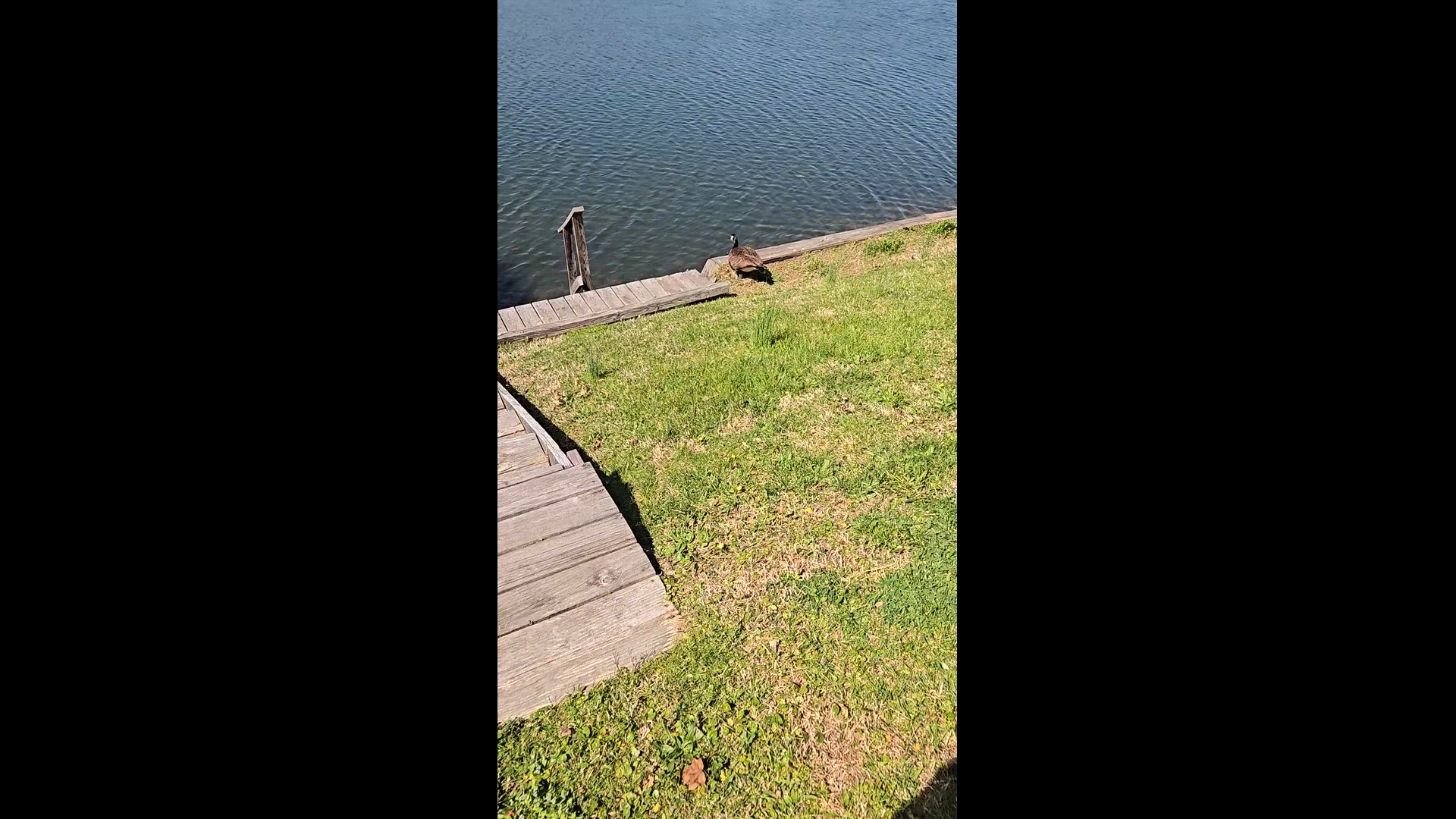 Geese lays eggs during eclipse | 13newsnow.com