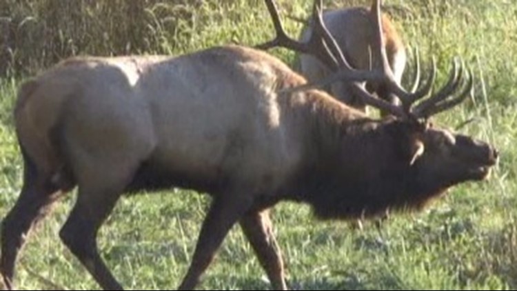 Virginia launches live 'elk cam' | 13newsnow.com