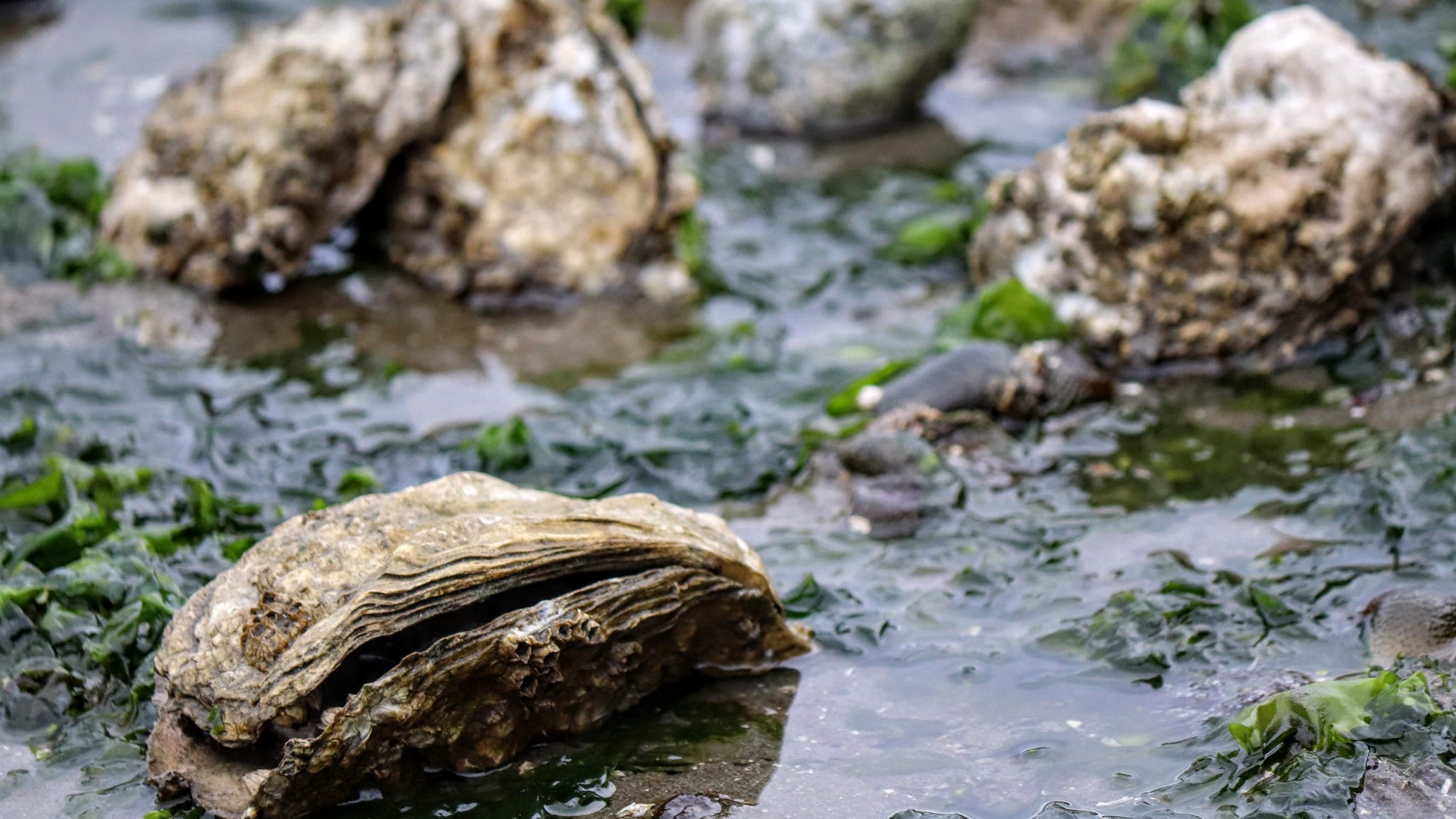 UPDATE: Lynnhaven River partially reopens to shellfish harvesting ...