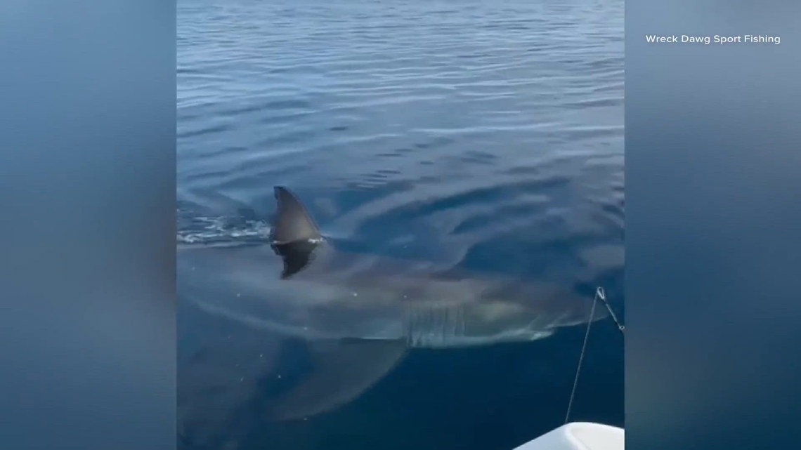 Virginia Beach fishing crew captures close encounter with nearly 15 ...