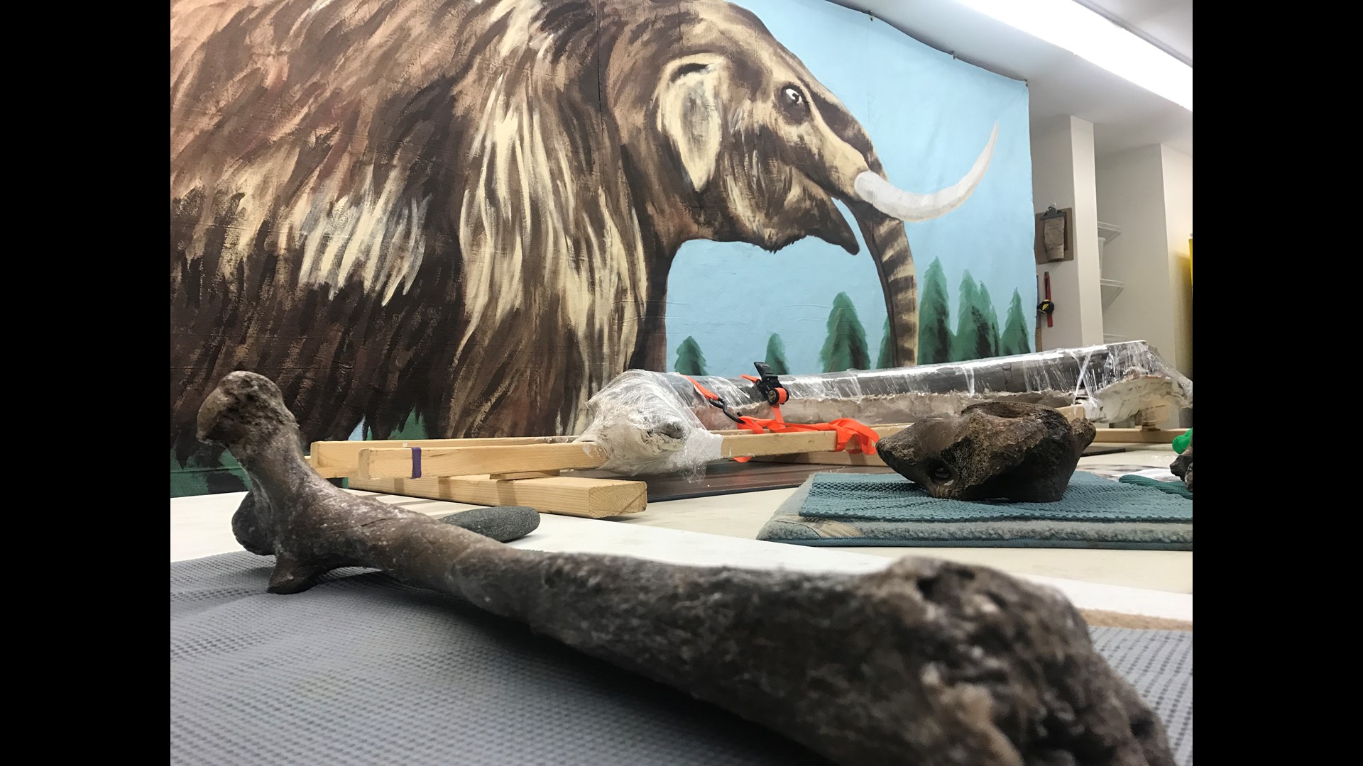 Ancient mastodon bones the first discovered in eastern Virginia, date ...