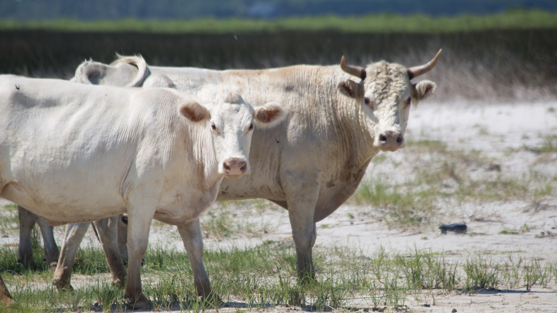 Cows cast away by Hurricane Dorian found alive on Outer Banks ...