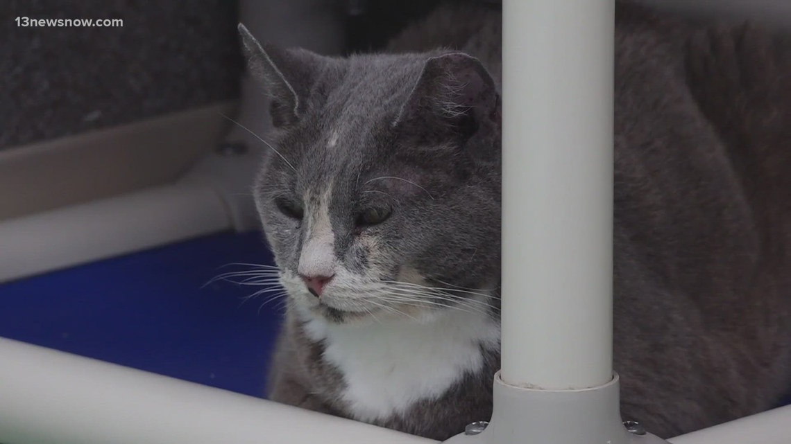Local businesses support rescue animal Angel Trees | 13newsnow.com
