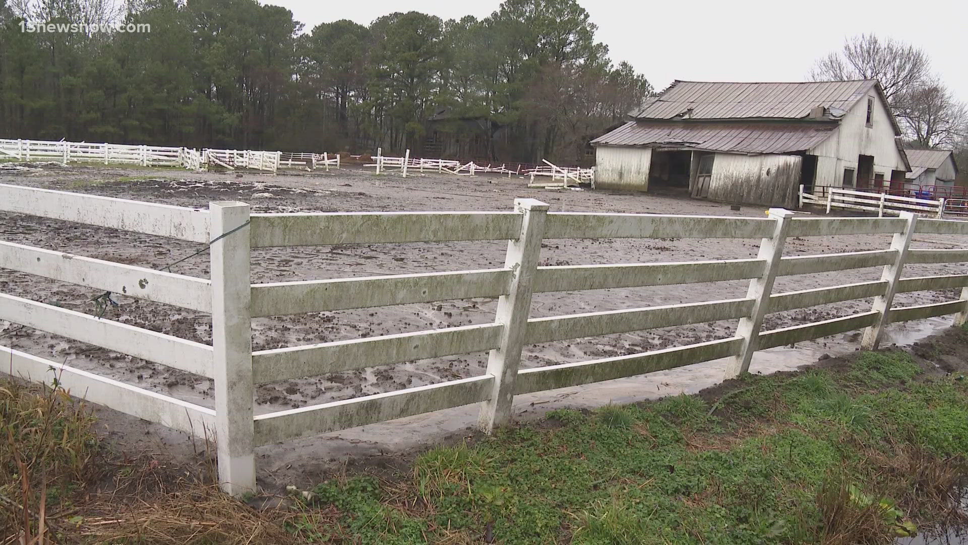 Dead horses and waist-high manure: 2 people face 96 charges each for ...