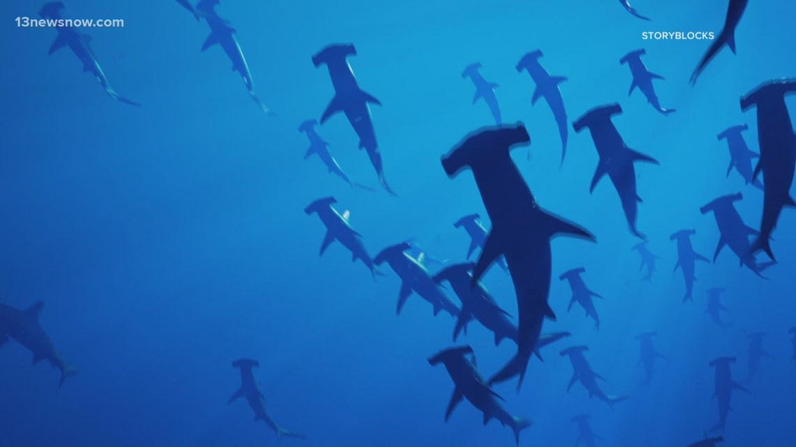 Marine experts exploring shark trends in Virginia and North Carolina ...