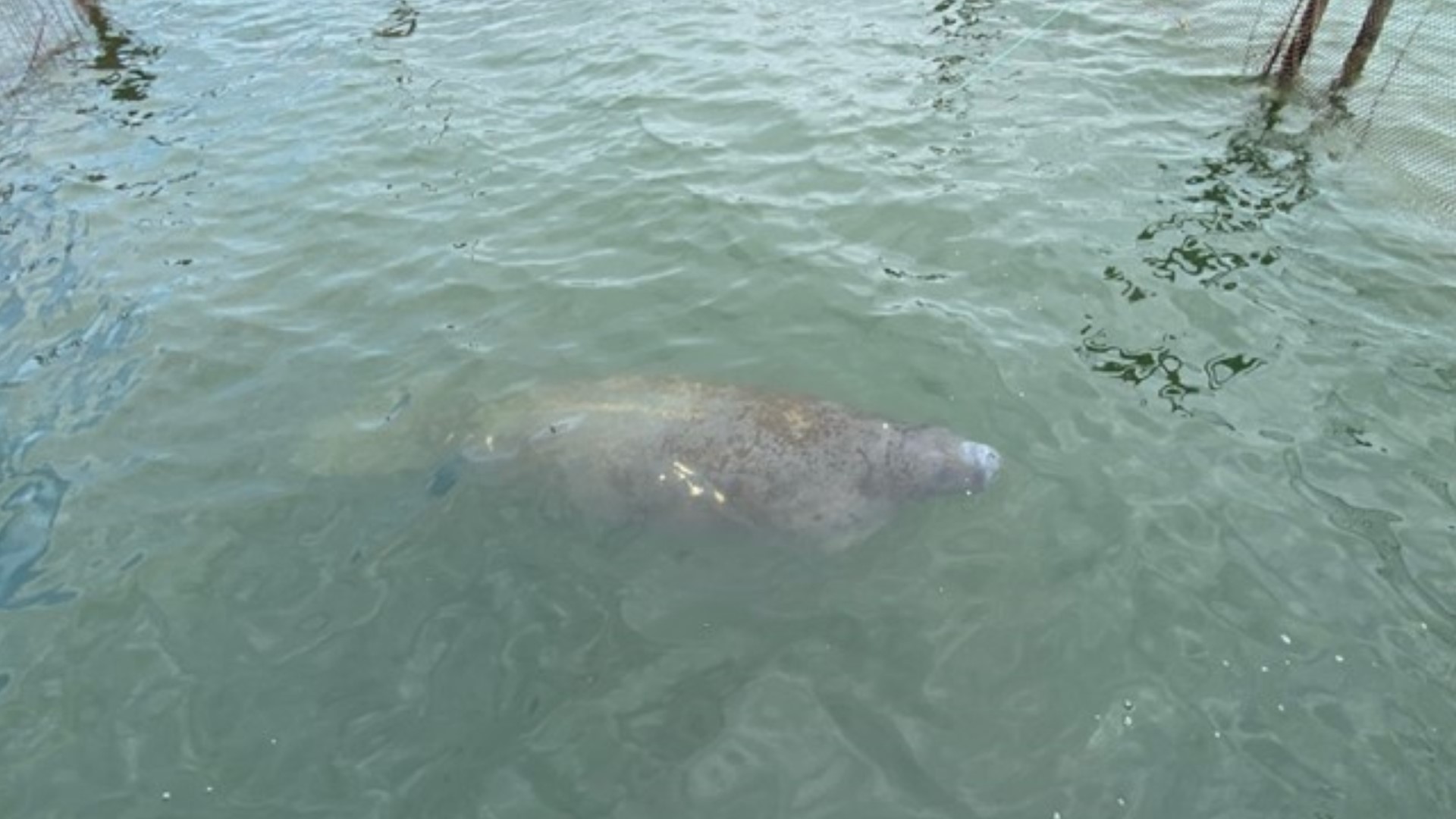 Manatee rescued in the Northern Neck, Virginia Marine Police say ...