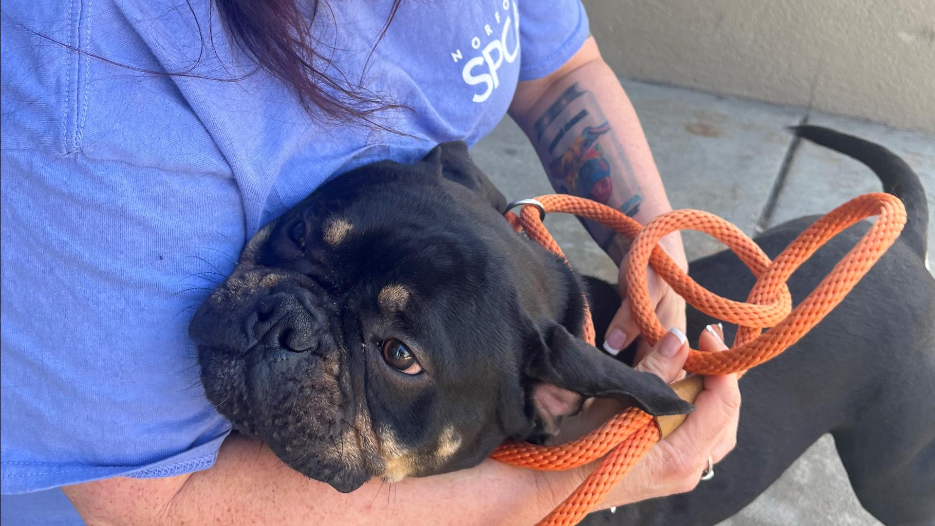 Norfolk SPCA caring for rescues despite 'capacity crisis' | 13newsnow.com