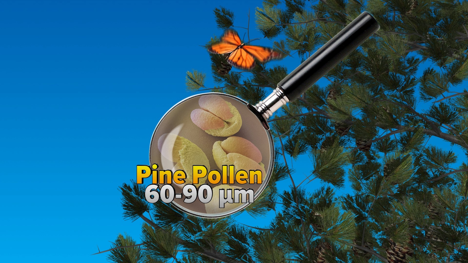 Did you know yellow pollen you see isn't what makes you sneeze ...