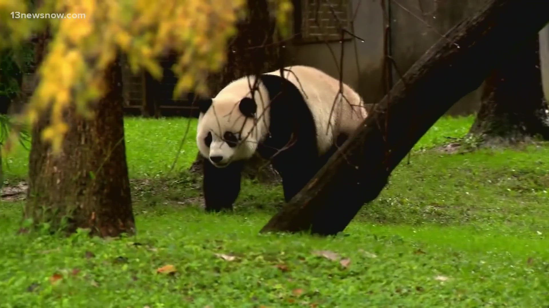 D.C. giant pandas head back to China | 13newsnow.com