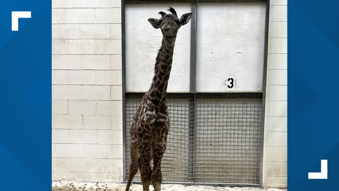 Virginia Zoo welcomes new giraffe calf | 13newsnow.com