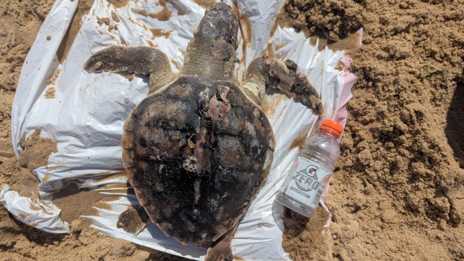 Kemp's ridley sea turtles wash ashore in Ocean View | 13newsnow.com