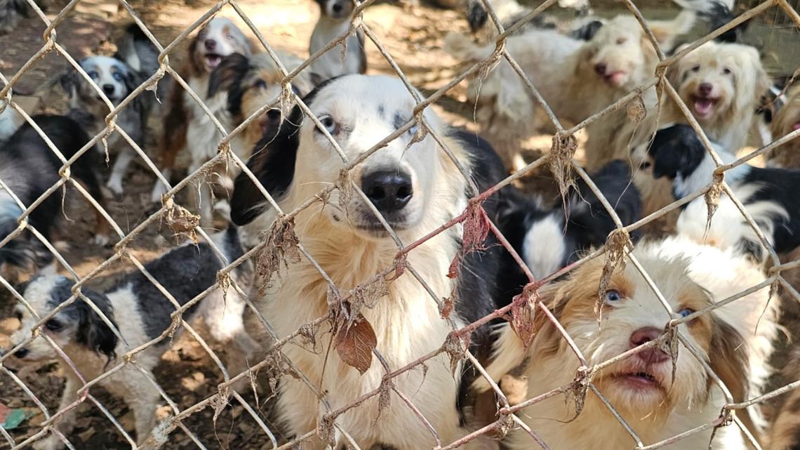 Tennessee neglect case sees 200 dogs rescued in Hampton Roads ...
