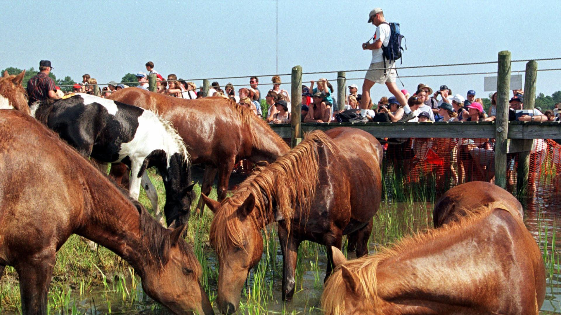 Full guide: Chincoteague's historic 100th Pony Swim in 2025 | 13newsnow.com