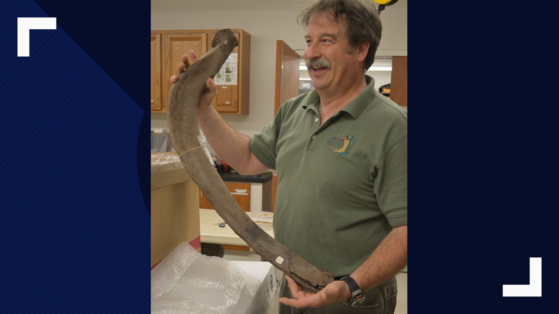 Ancient mastodon bones the first discovered in eastern Virginia, date ...