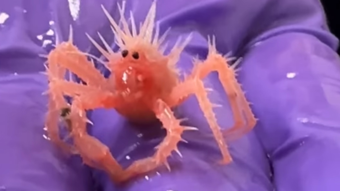 Video of baby crab steals hearts and spurs fan art after ride on NOAA boat | 13newsnow.com