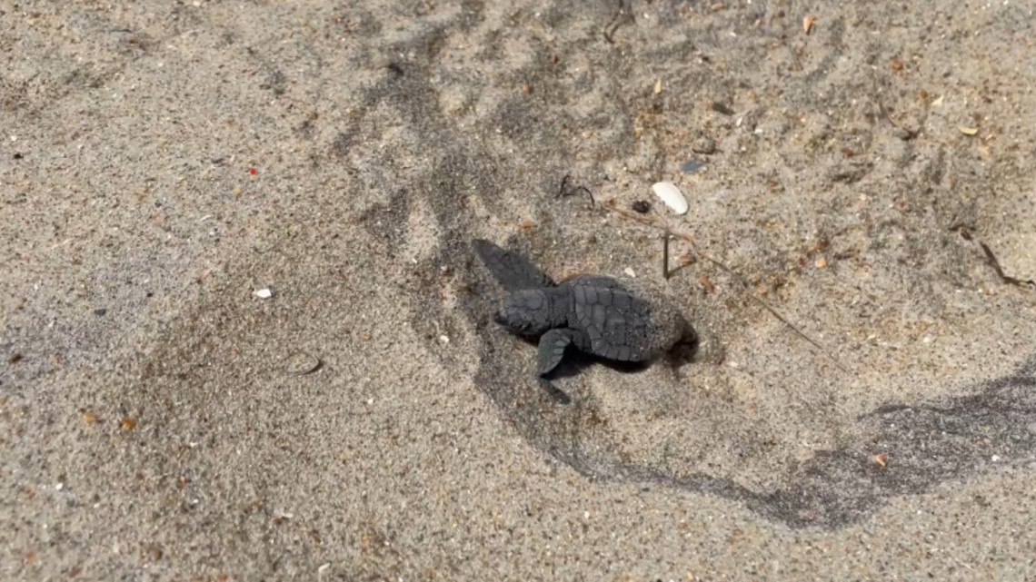 Video shows baby sea turtle leaving nest on OBX beach | 13newsnow.com