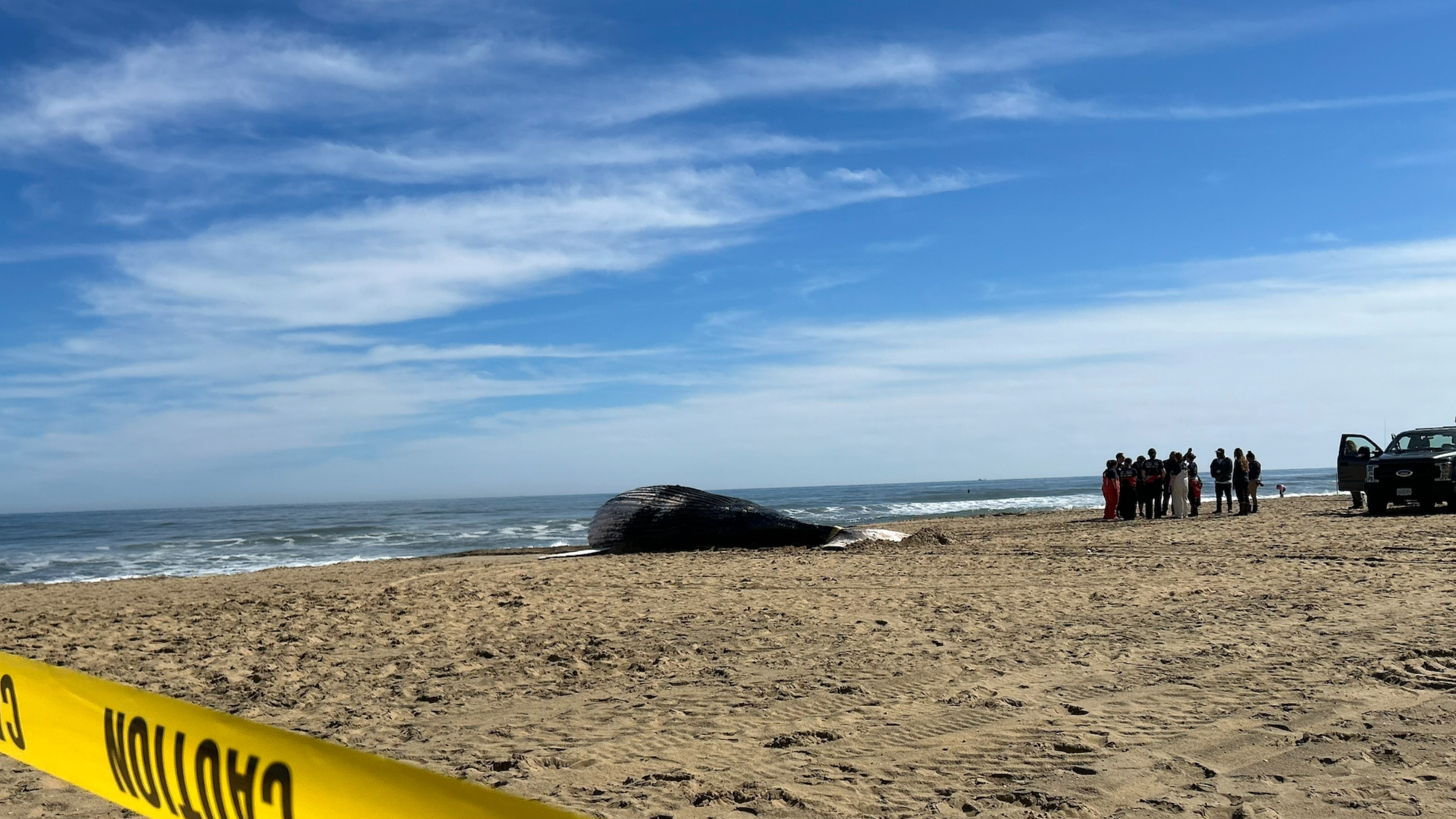 Whale found at Virginia Beach's Oceanfront | 13newsnow.com