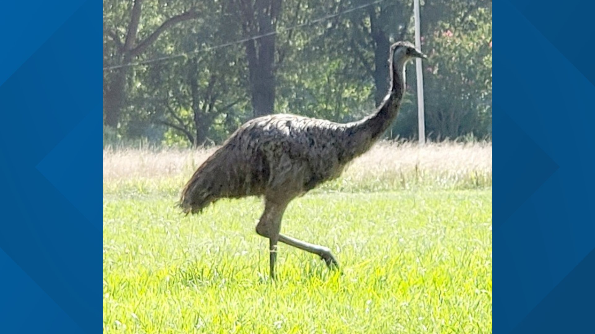 Eno the elusive emu dies during capture in North Carolina | 13newsnow.com