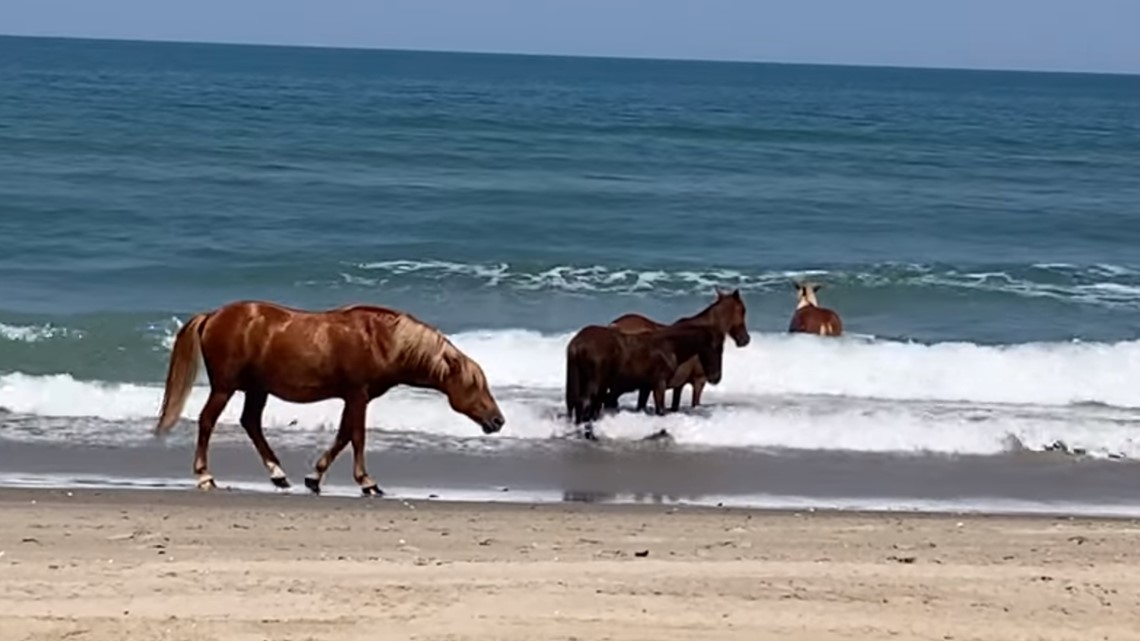 Watch video of Corolla Wild Horses enjoying a swim on Outer Banks ...