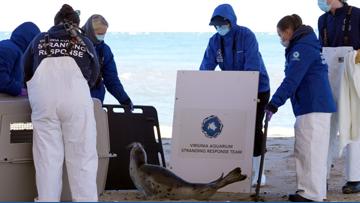 Young harp seal rescued from Virginia Beach, transported for ...