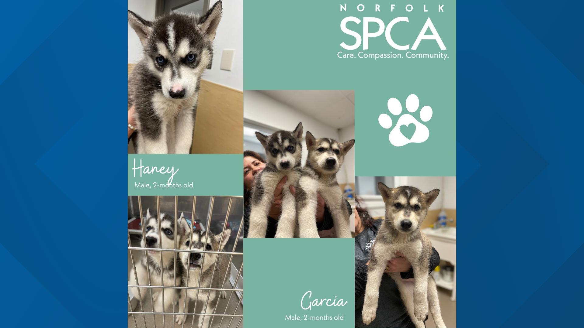 Norfolk SPCA caring for rescues despite 'capacity crisis' | 13newsnow.com