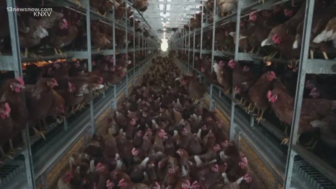 New bird flu strain identified in California | 13newsnow.com