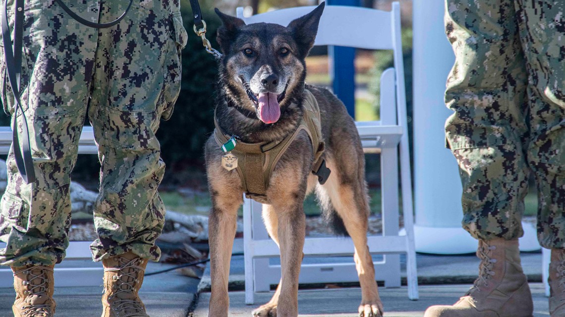 NAS Oceana military working dog Misa retires after 9 years | 13newsnow.com