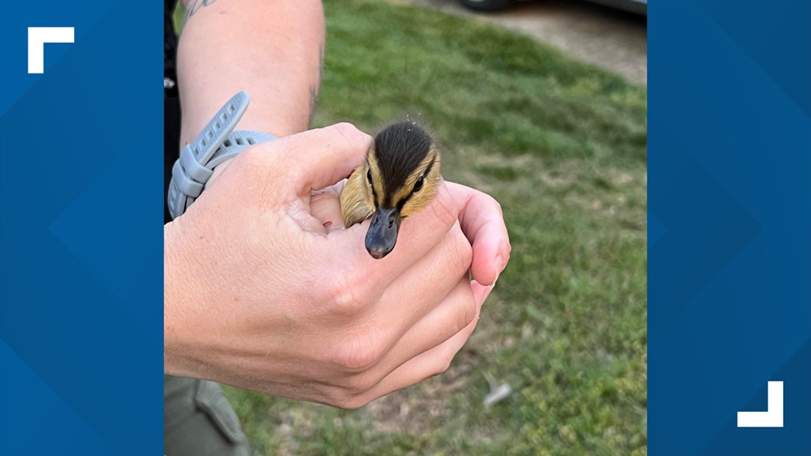 Baby ducks in Virginia Beach rescued from storm drain again | 13newsnow.com