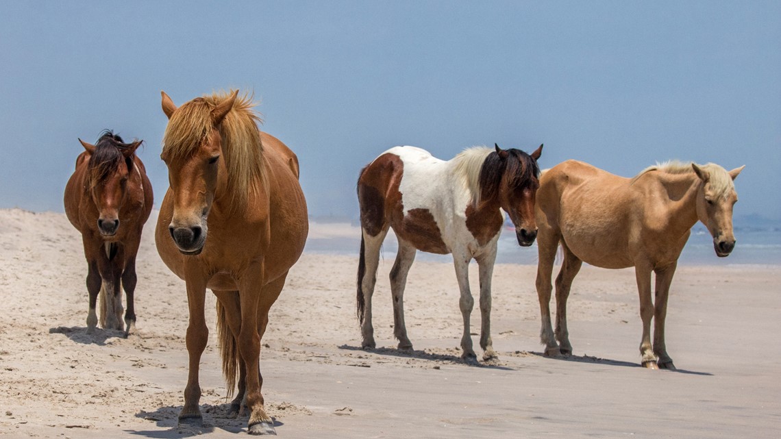 3 foals pass away in Chincoteague | 13newsnow.com