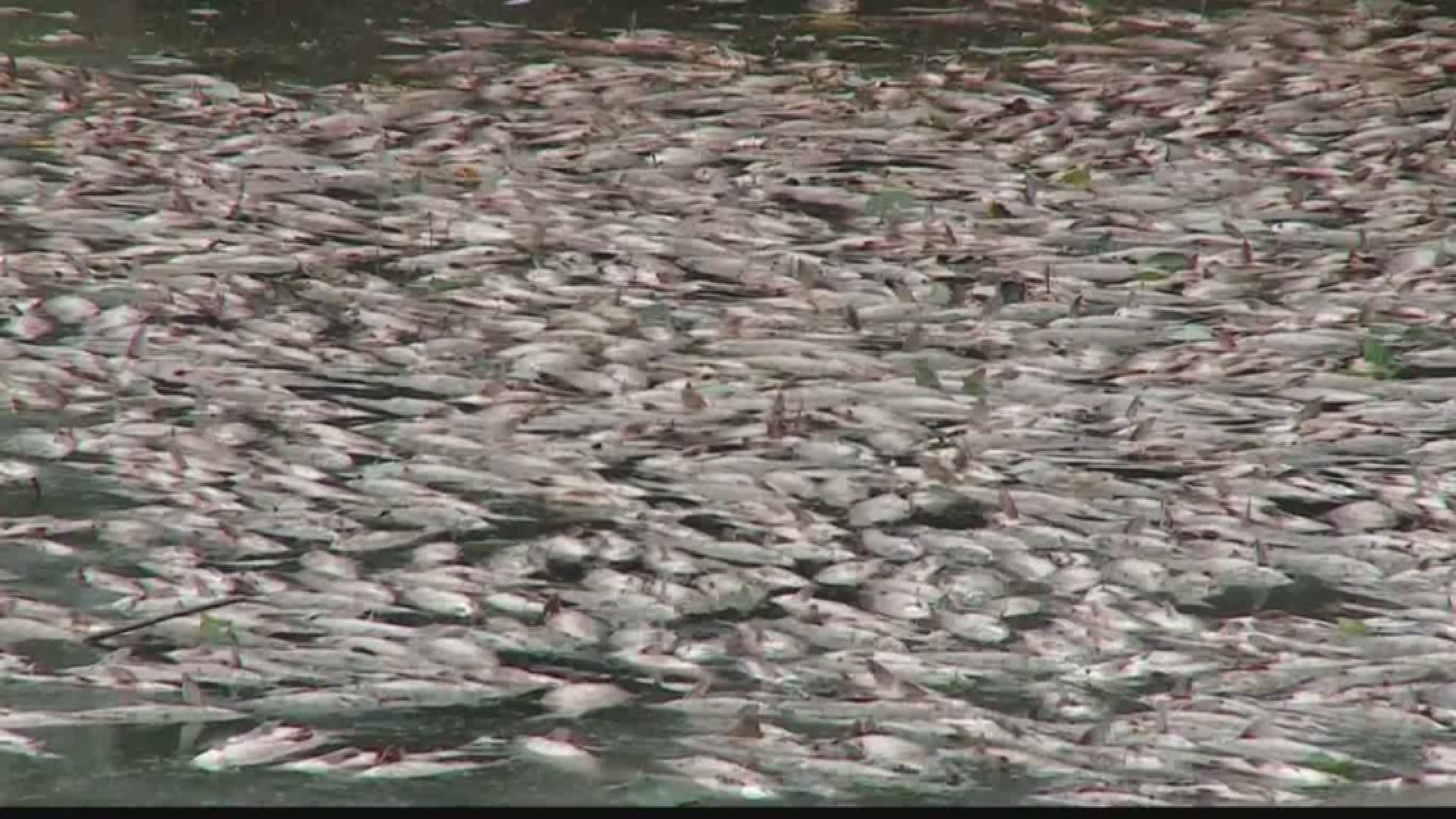 Stumpy Lake riddled with hundreds of dead fish in Virginia Beach ...