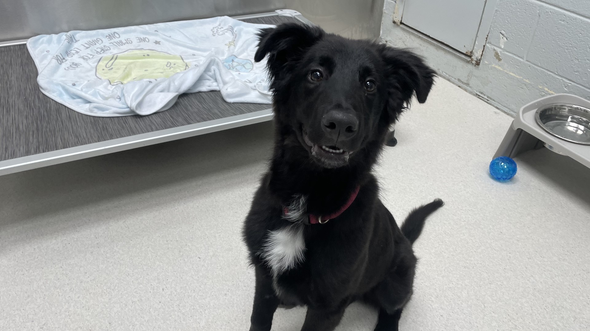 'Paws for Charity' returns to support Va. Beach no-kill shelter ...