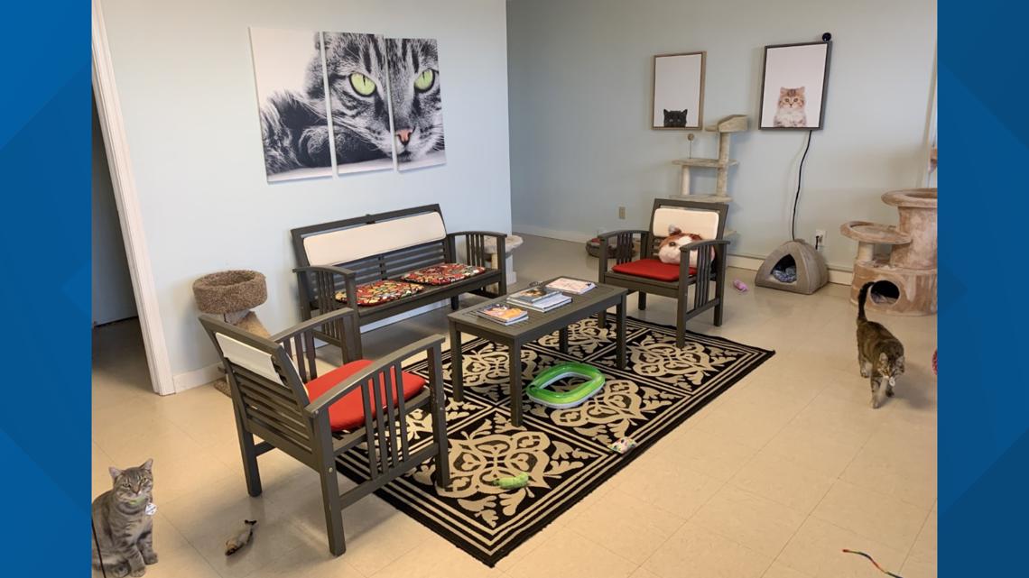 Bentley & Friends: Catnip Cat Cafe | 13newsnow.com