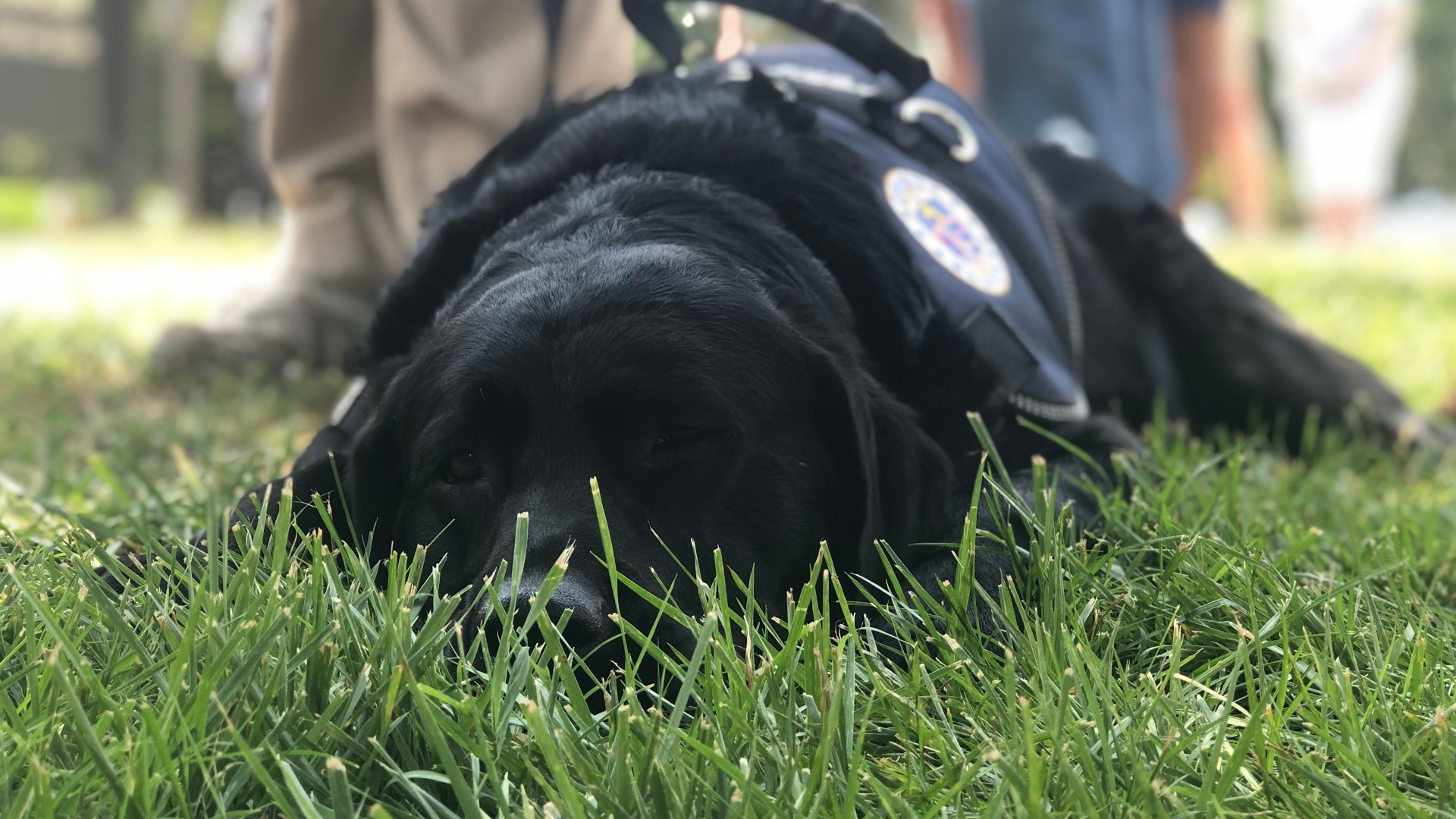 Crisis dogs are comforting visitors at memorial for Virginia Beach mass ...