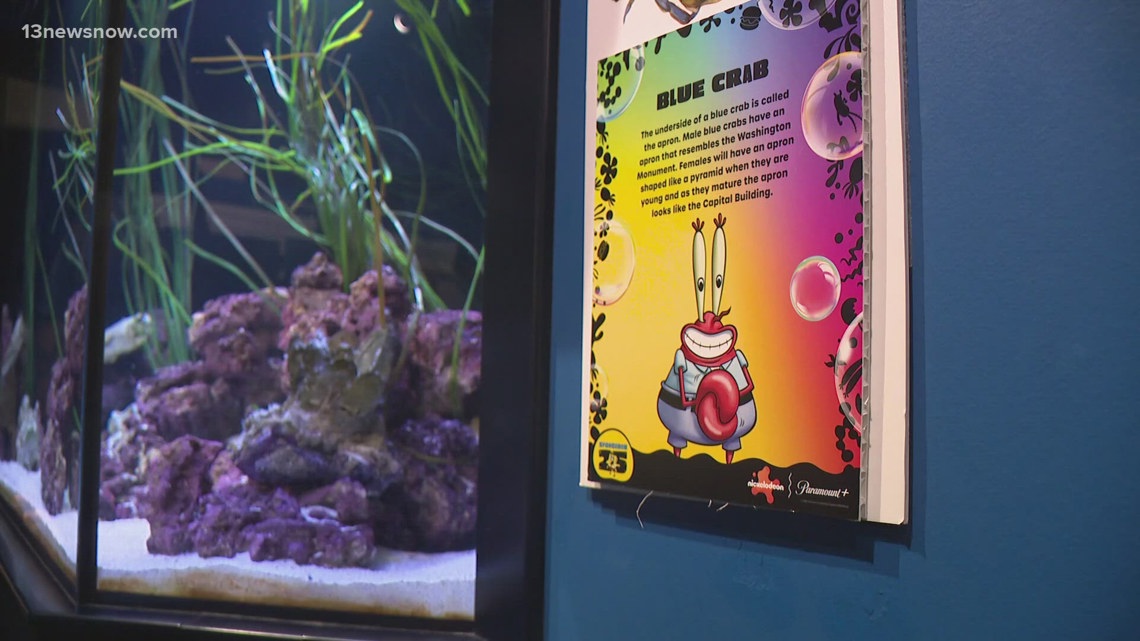 Virginia Aquarium SpongeBob-themed experiences | 13newsnow.com