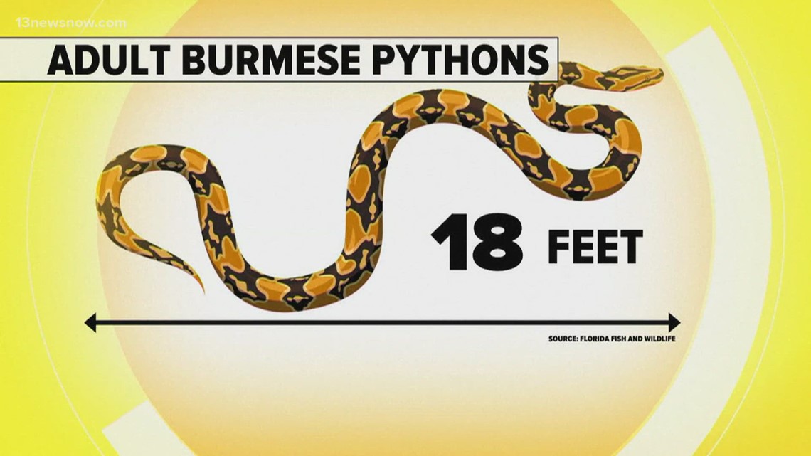 Hunting for pythons in the Everglades | 13newsnow.com