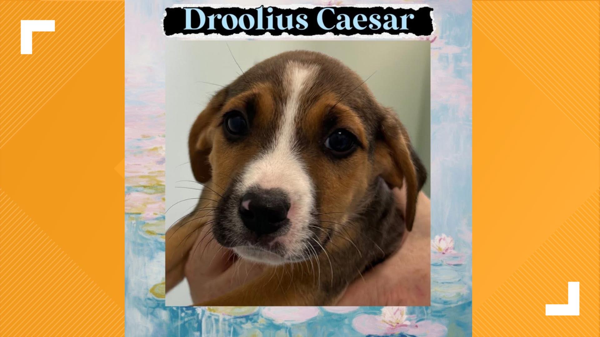 Missing puppy Droolius Caesar returns to Virginia Beach rescue group ...