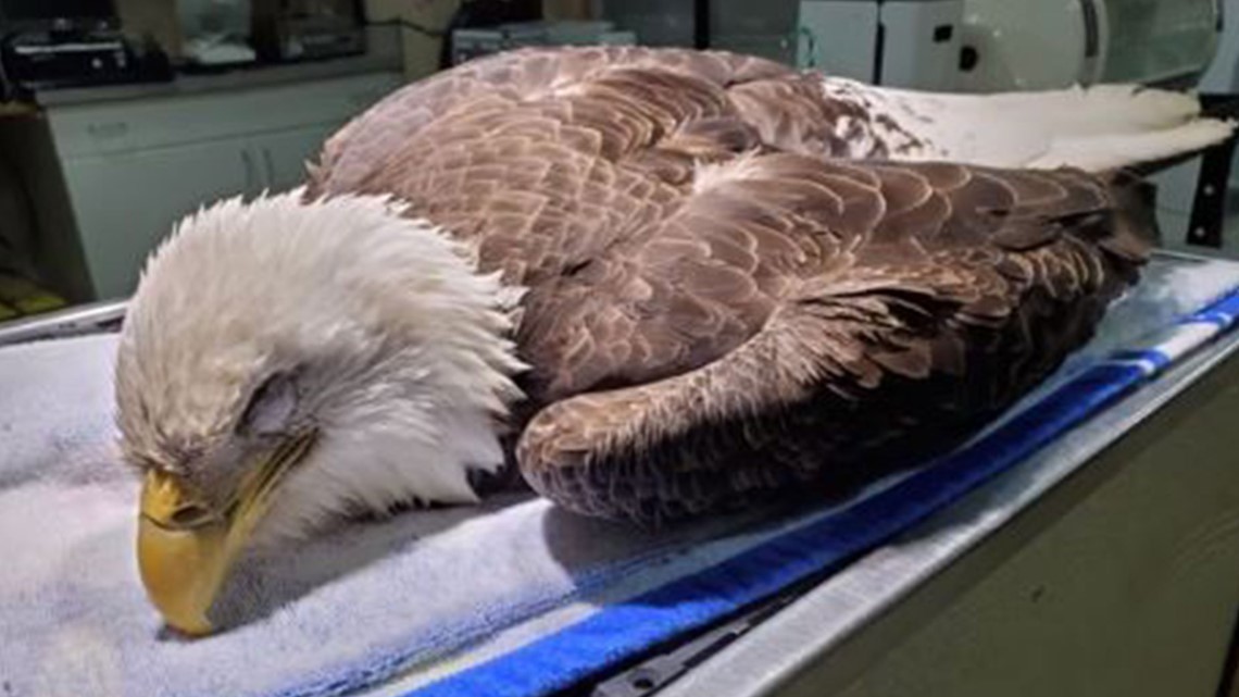N.C. wildlife officials say eagle with lead poisoning is 'better by the ...
