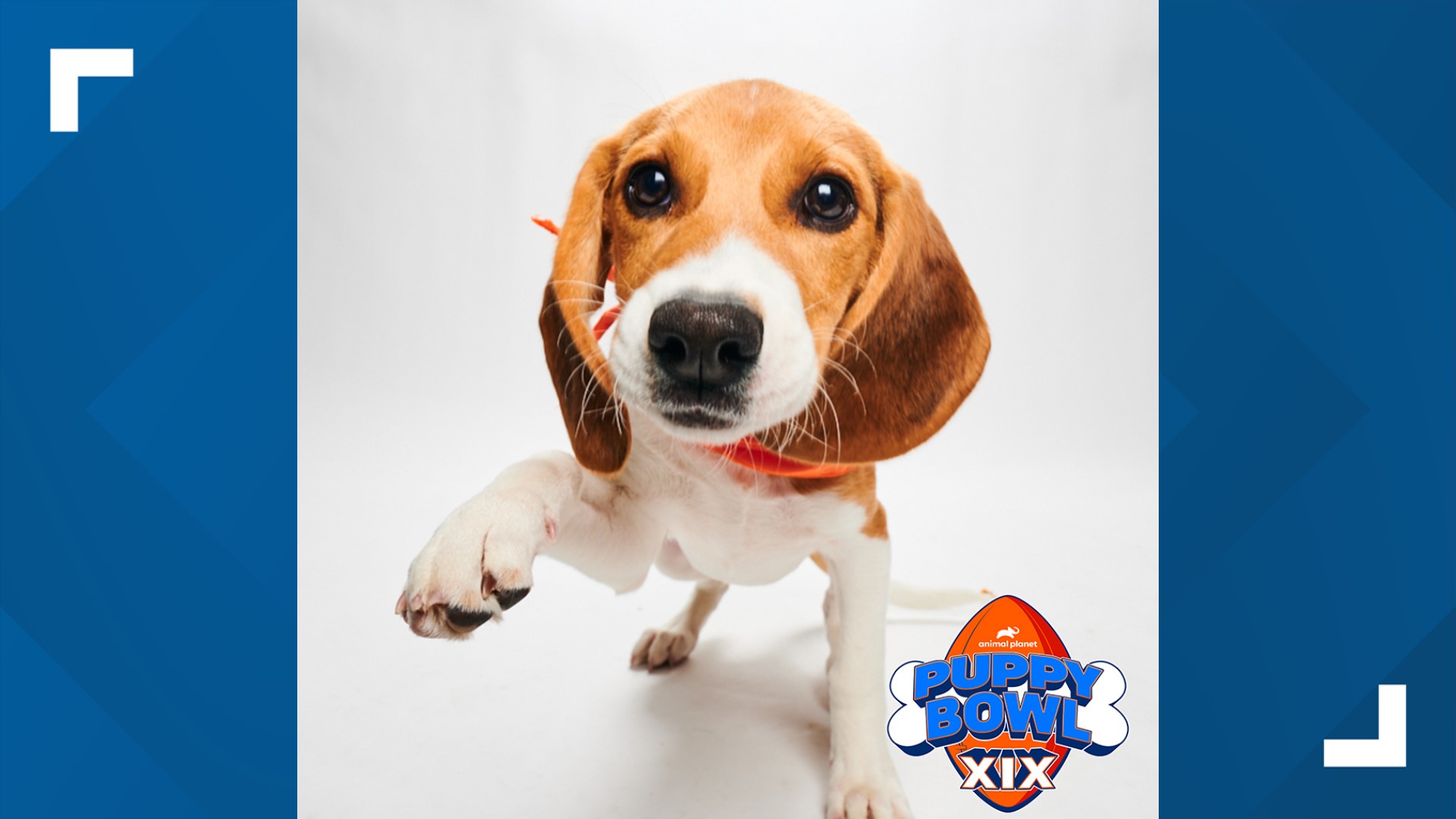 Virginia Beach rescue pups to compete in 2023 Puppy Bowl | 13newsnow.com