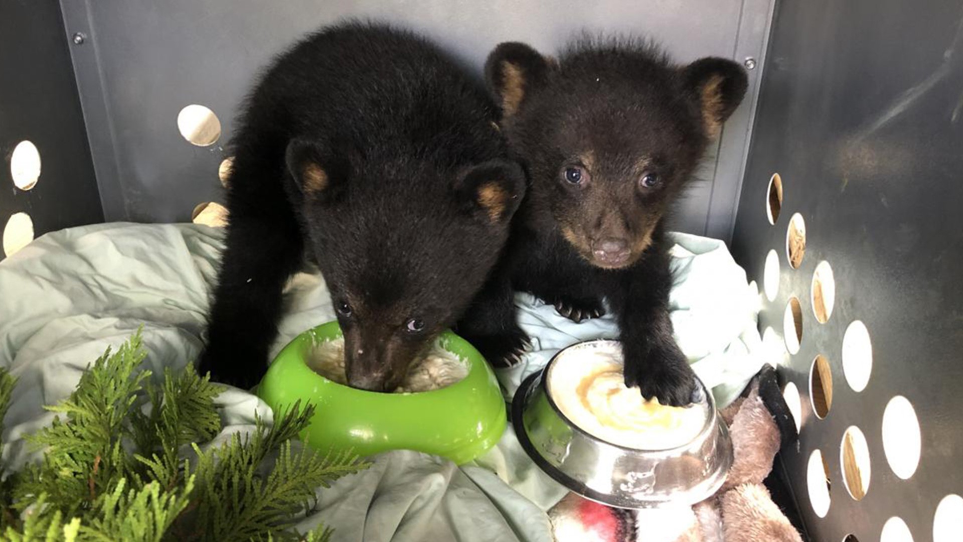 First bear cubs of 2019 checked into Wildlife Center of Virginia ...