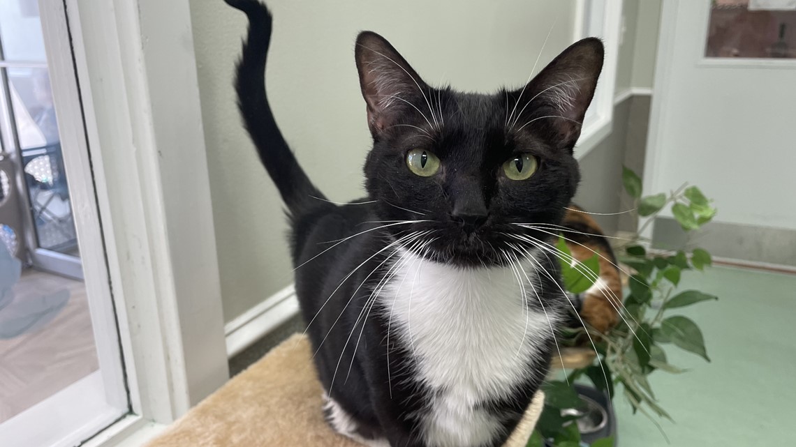 Virginia Beach's Hope for Life Rescue saved over 1,000 animals in 2024 ...