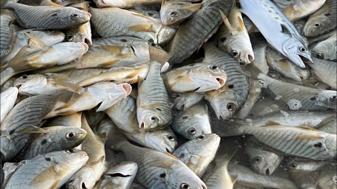 A sight to 'sea': Schools of spot jump onto Ocracoke sand to avoid predatory bluefish ...