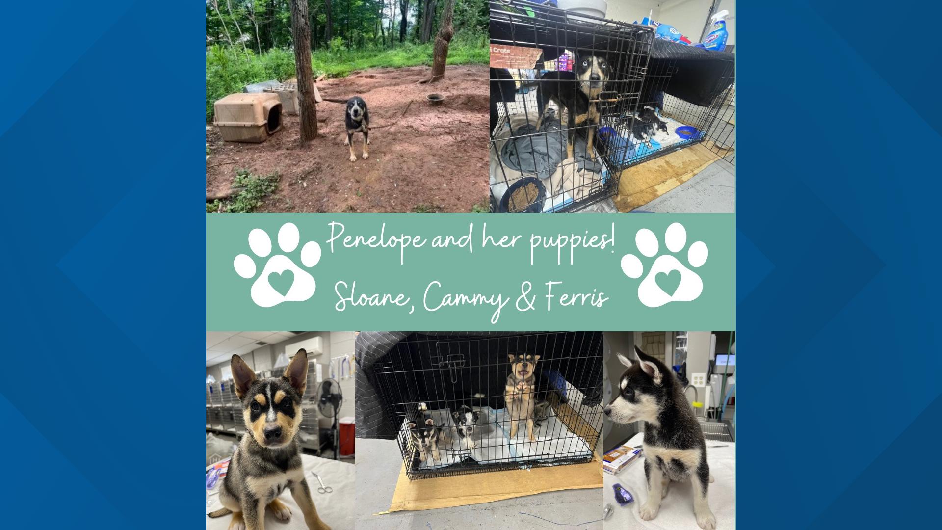 Norfolk SPCA caring for rescues despite 'capacity crisis' | 13newsnow.com