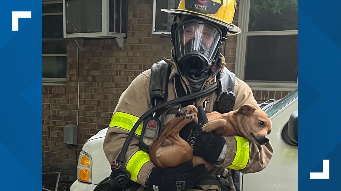 Firefighters rescue dogs in Norfolk house fire | 13newsnow.com