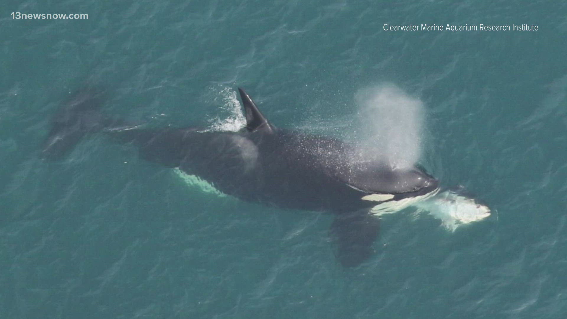 Killer whale spotted off the Outer Banks coast | 13newsnow.com