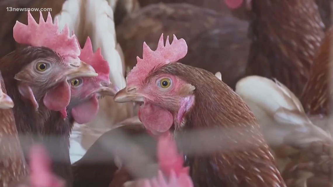 Bird flu on Virginia's Eastern Shore: What to know about avian ...