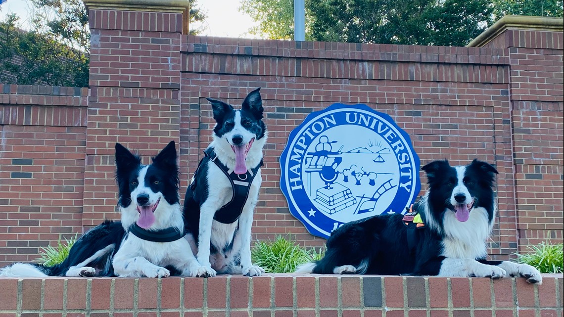 Flyaway Geese dogs come to Hampton University | 13newsnow.com